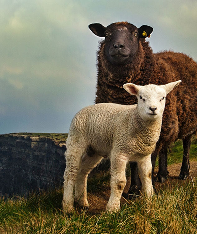 Deep Dive into Wool Felt | Sustainable Material Spotlight by Submaterial
